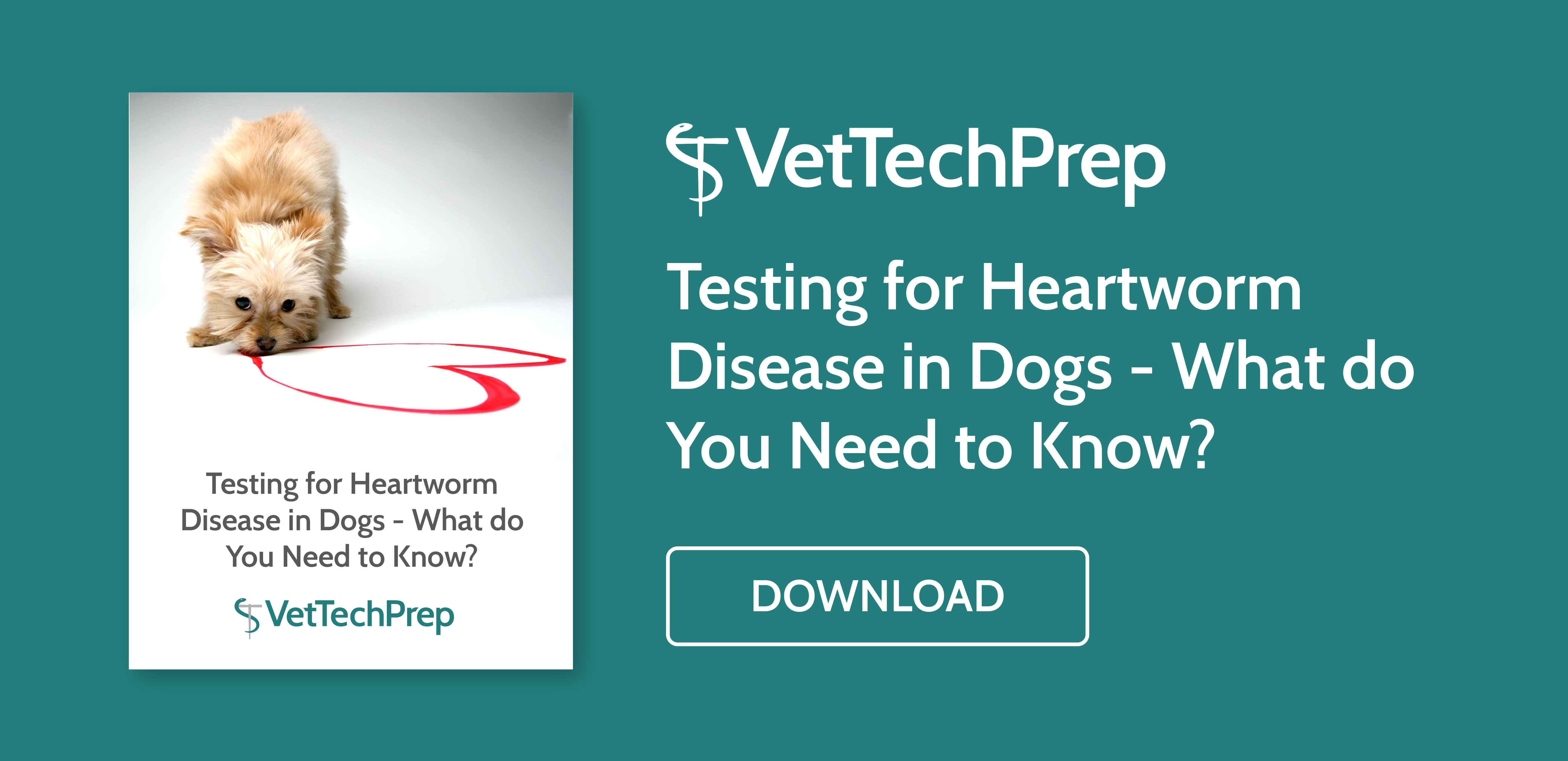 Download Testing for Heartworm Disease in Dogs